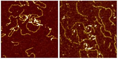 Single strand DNA molecules - ST Instruments