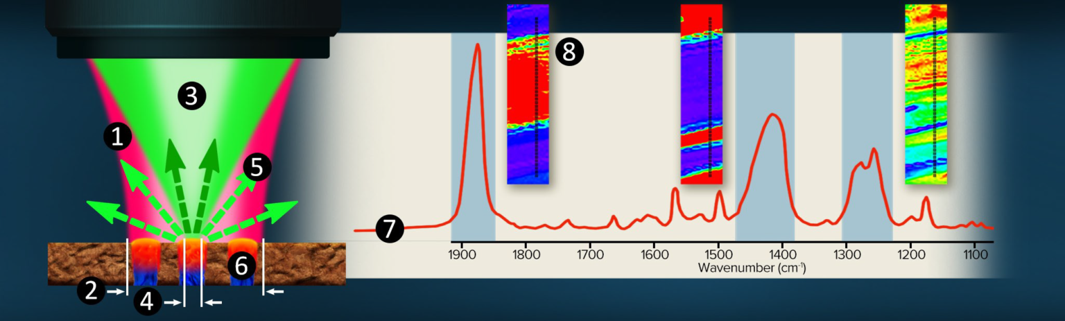 Life science applications of sub-500nm IR microscopy and spectroscopy ...